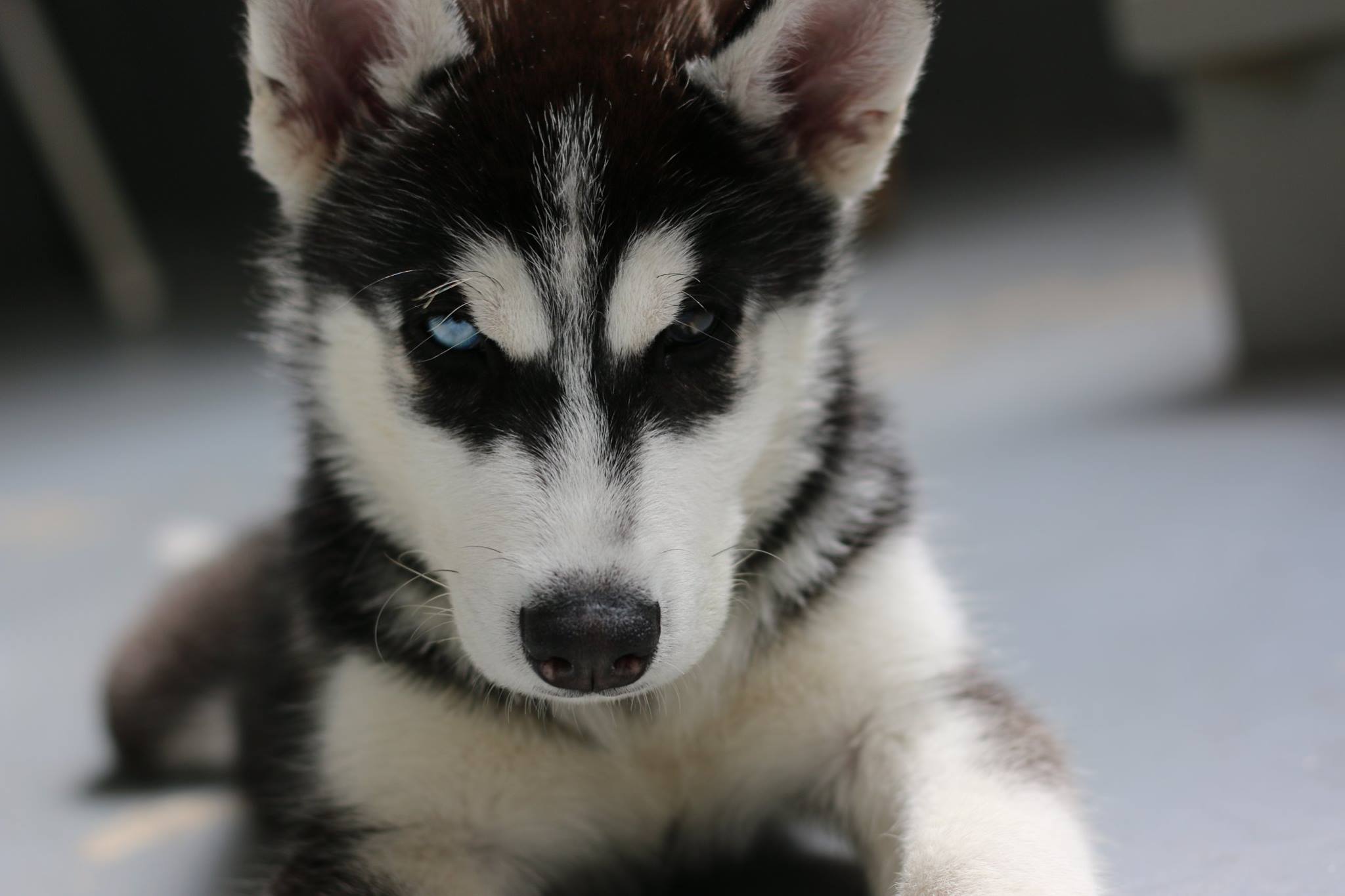 How Our Dog Taught Us to Save – Yzagada